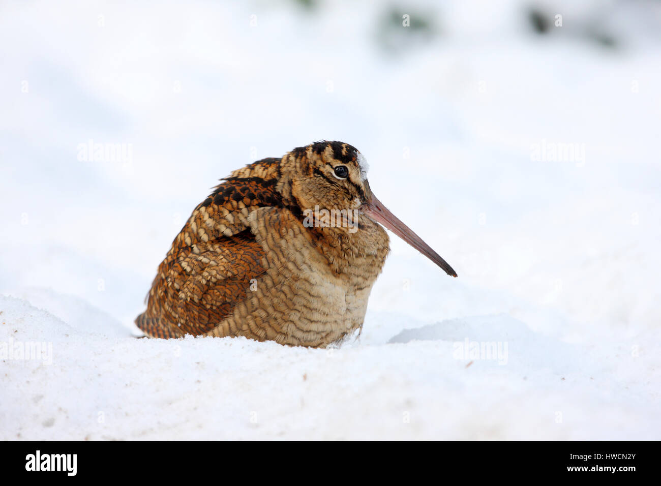 Eurasian Woodcock, Scolopax rusticola,adult in winter plumage, in the ...