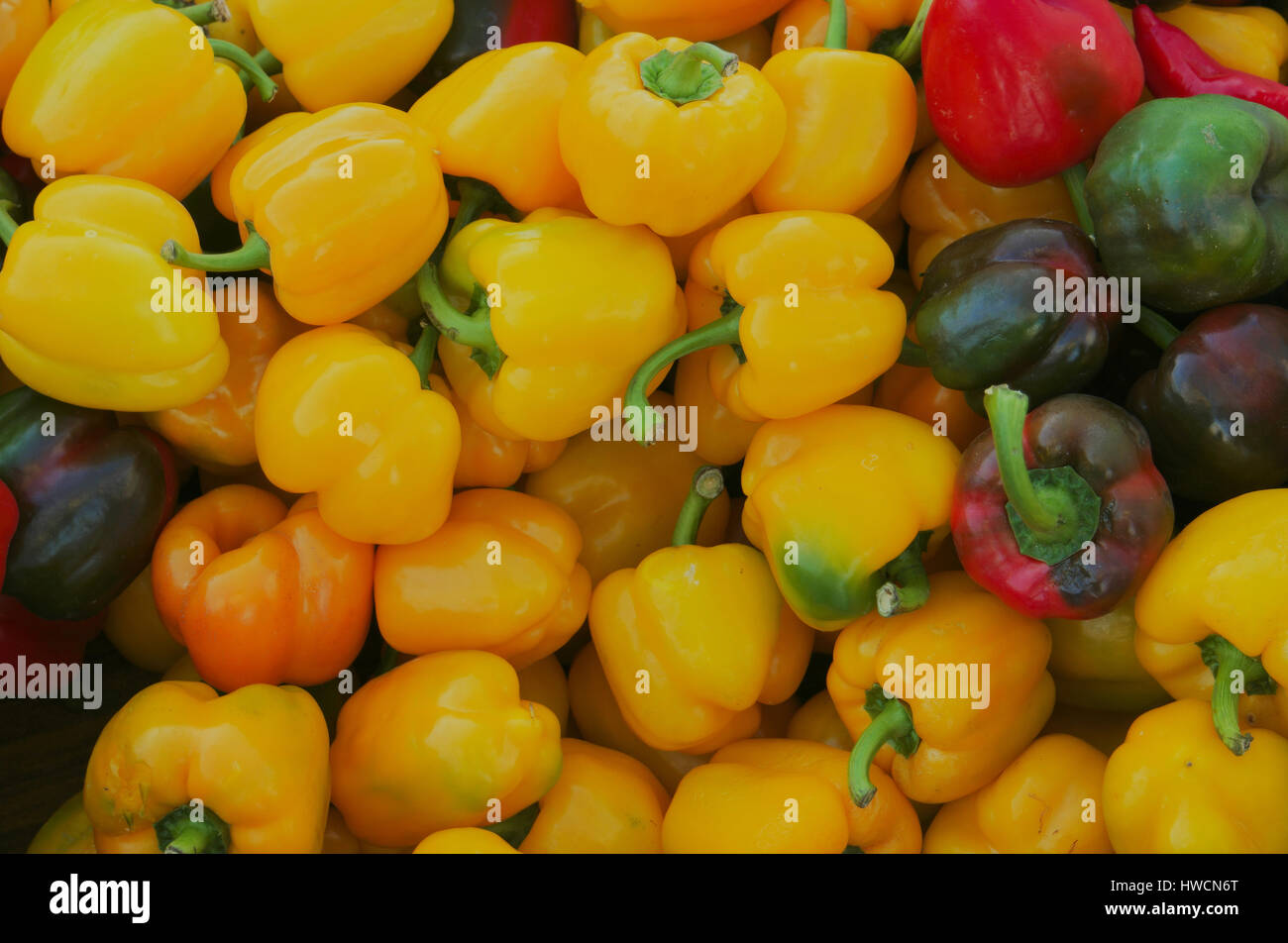 Group of peppers of various colors Stock Photo - Alamy