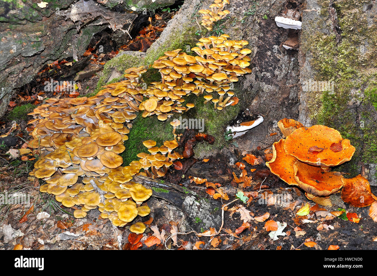 Mushrooms on rotten tree stump in the New Forest National Park ...