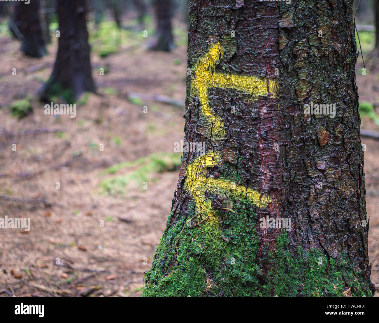 Walk this way - arrows on trees in plantation Stock Photo - Alamy