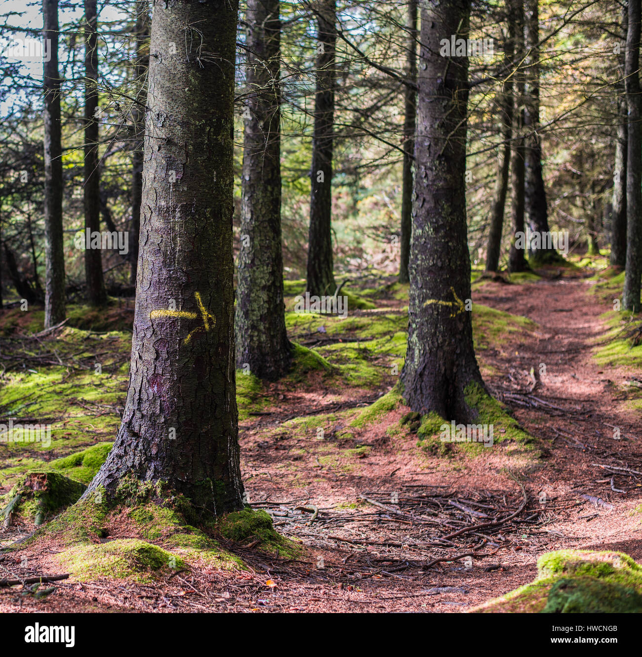 Walk this way - arrows on trees in plantation Stock Photo - Alamy