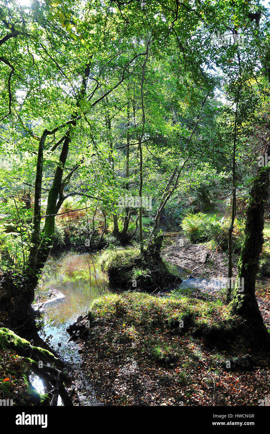 Winding forest stream in the New Forest National Park, Hampshire ...