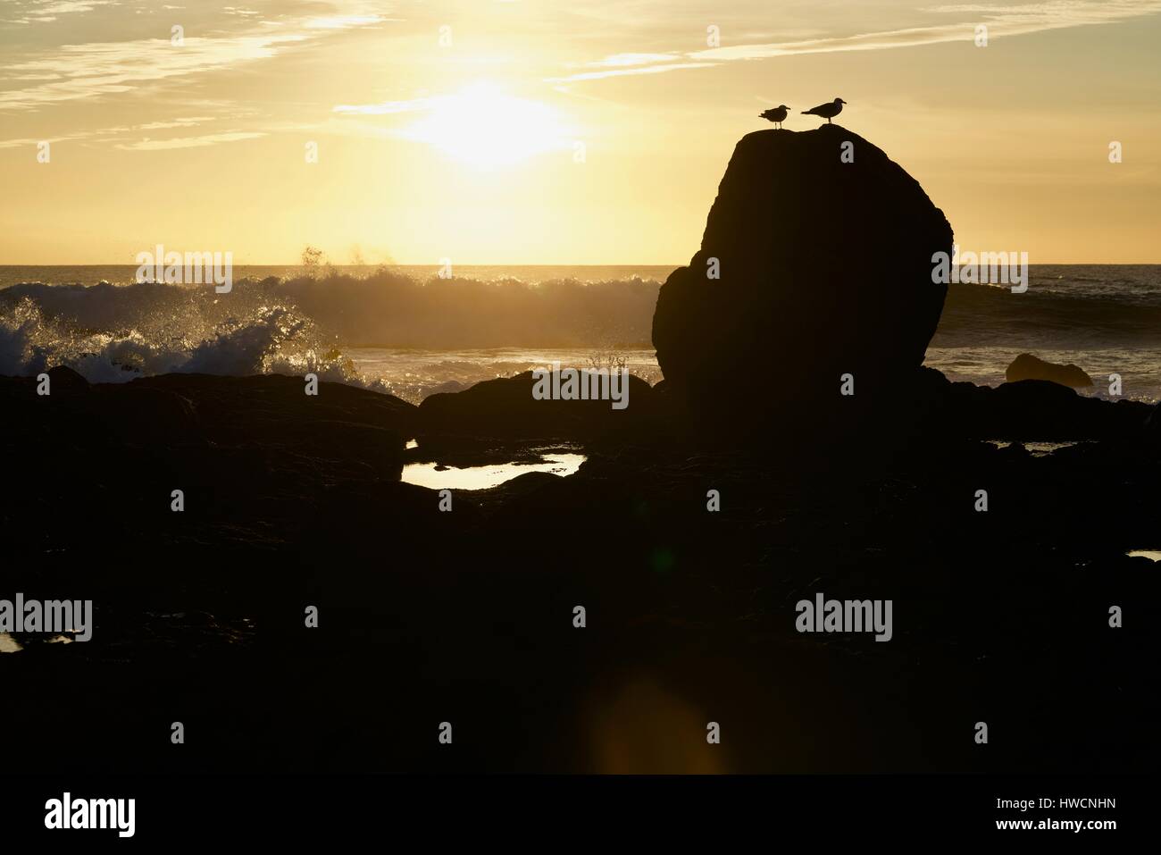 two sea gulls in the sun set, ocean waves in the background Stock Photo ...