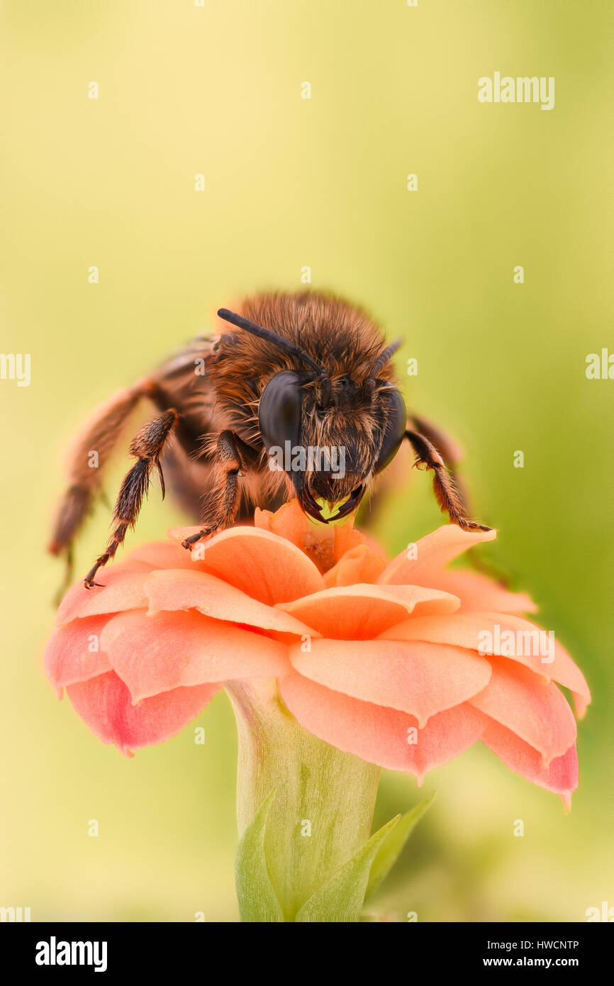 Pollination by hi-res stock photography and images - Alamy