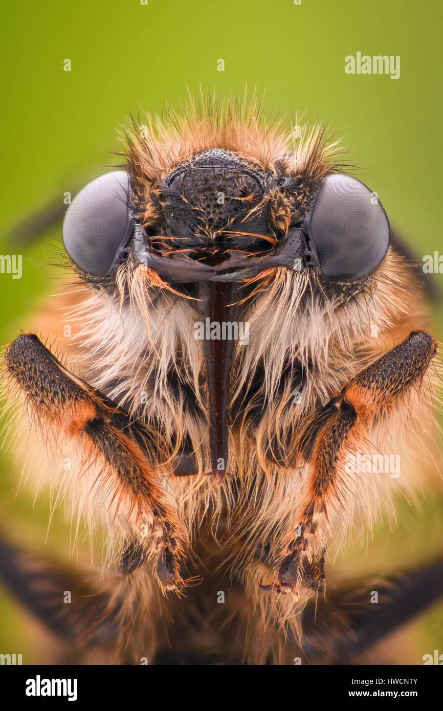 Bee High Resolution Stock Photography and Images - Alamy