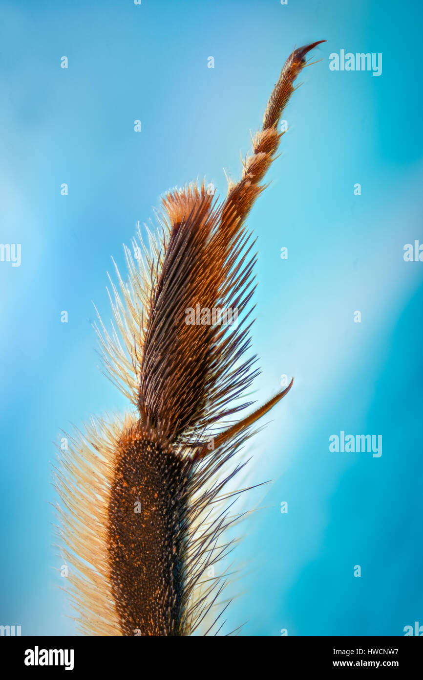 Extreme magnification - Bee foot Stock Photo - Alamy