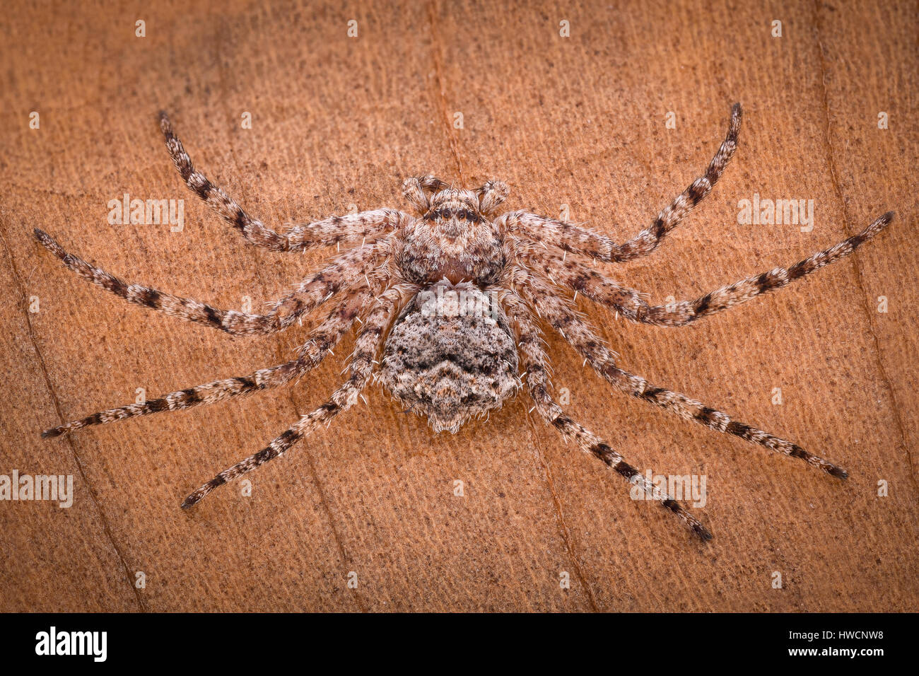 Spider Crab Stack High Resolution Stock Photography and Images - Alamy