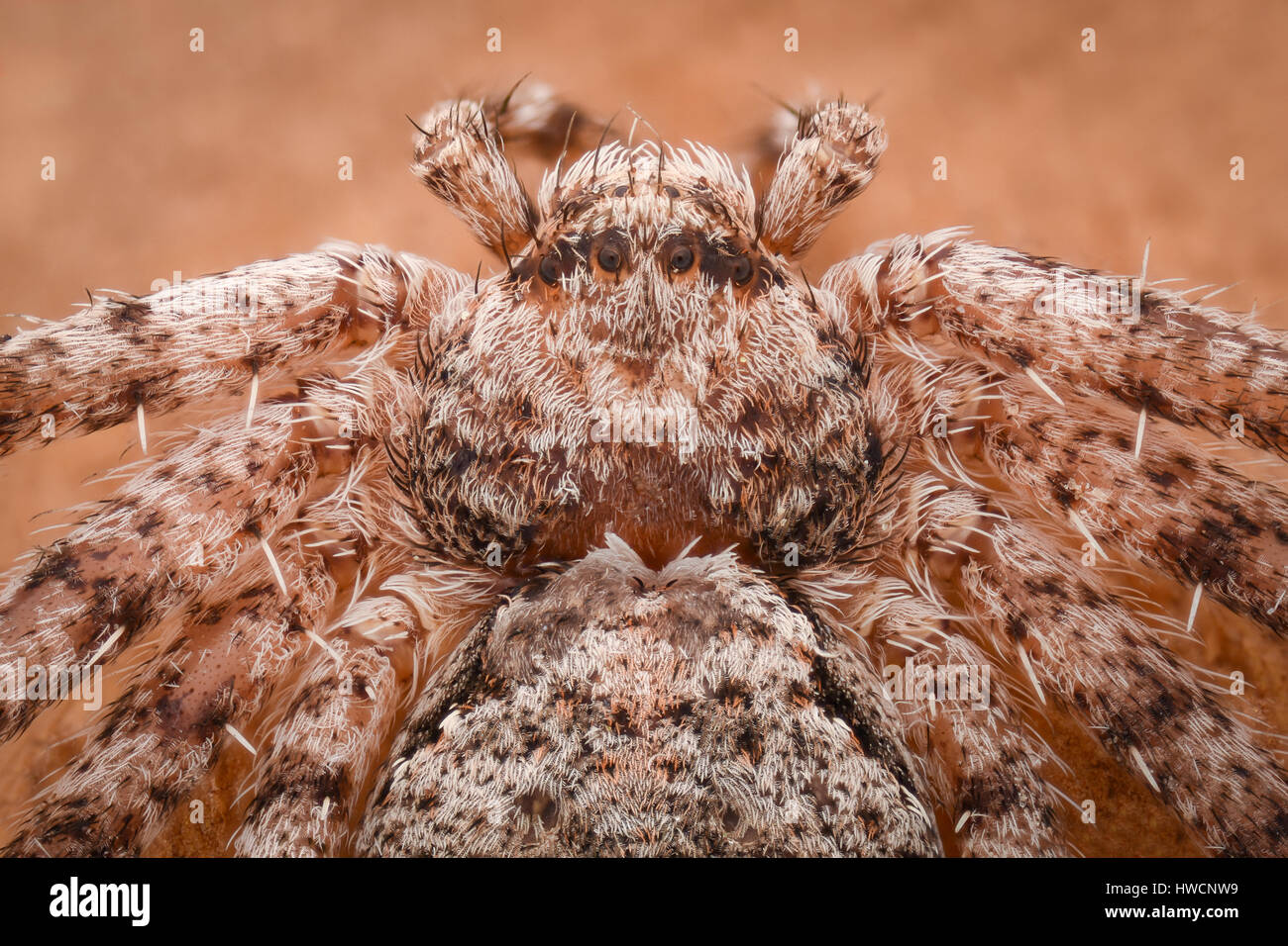 Spider Crab Stack High Resolution Stock Photography and Images - Alamy