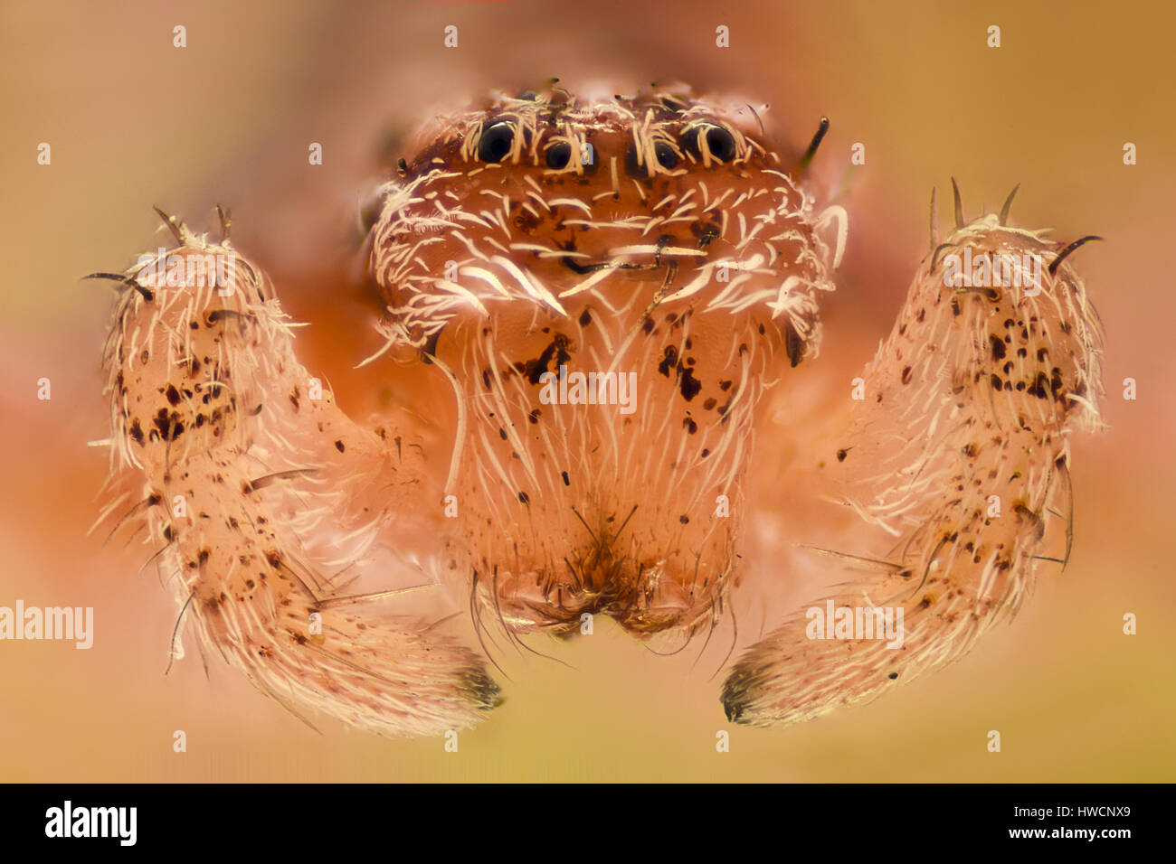 Extreme magnification - White spider, front view Stock Photo - Alamy