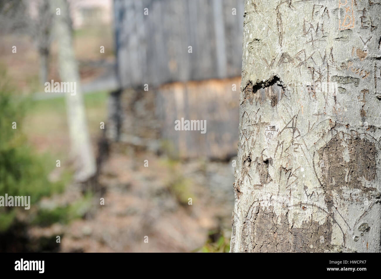 Etching tree hi-res stock photography and images - Alamy