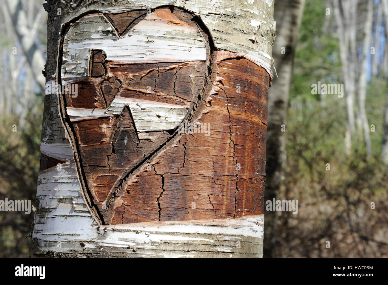 Etching tree hi-res stock photography and images - Alamy
