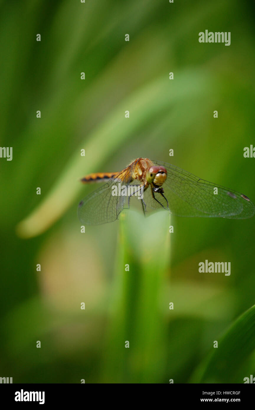 Labrum insect hi-res stock photography and images - Alamy