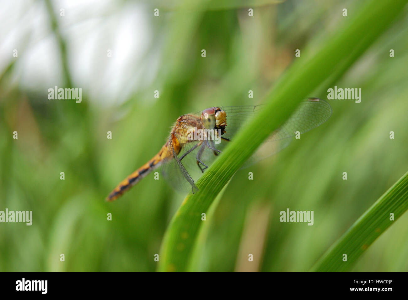 Dragonfly Hunting from a Lilly Leaf Stock Photo - Alamy