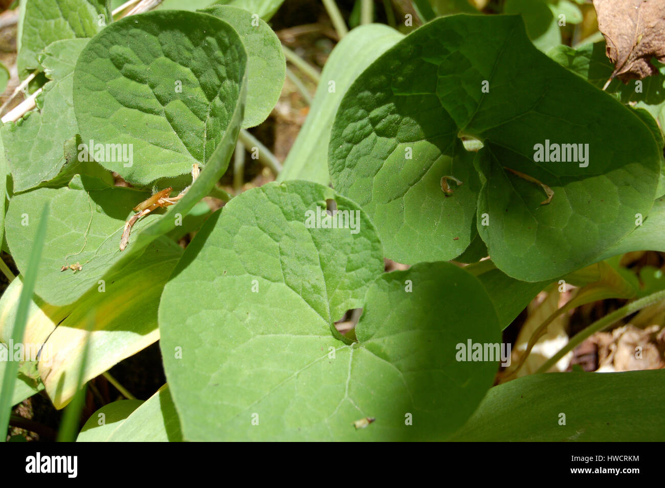 Canada Wild Ginger Stock Photo - Alamy