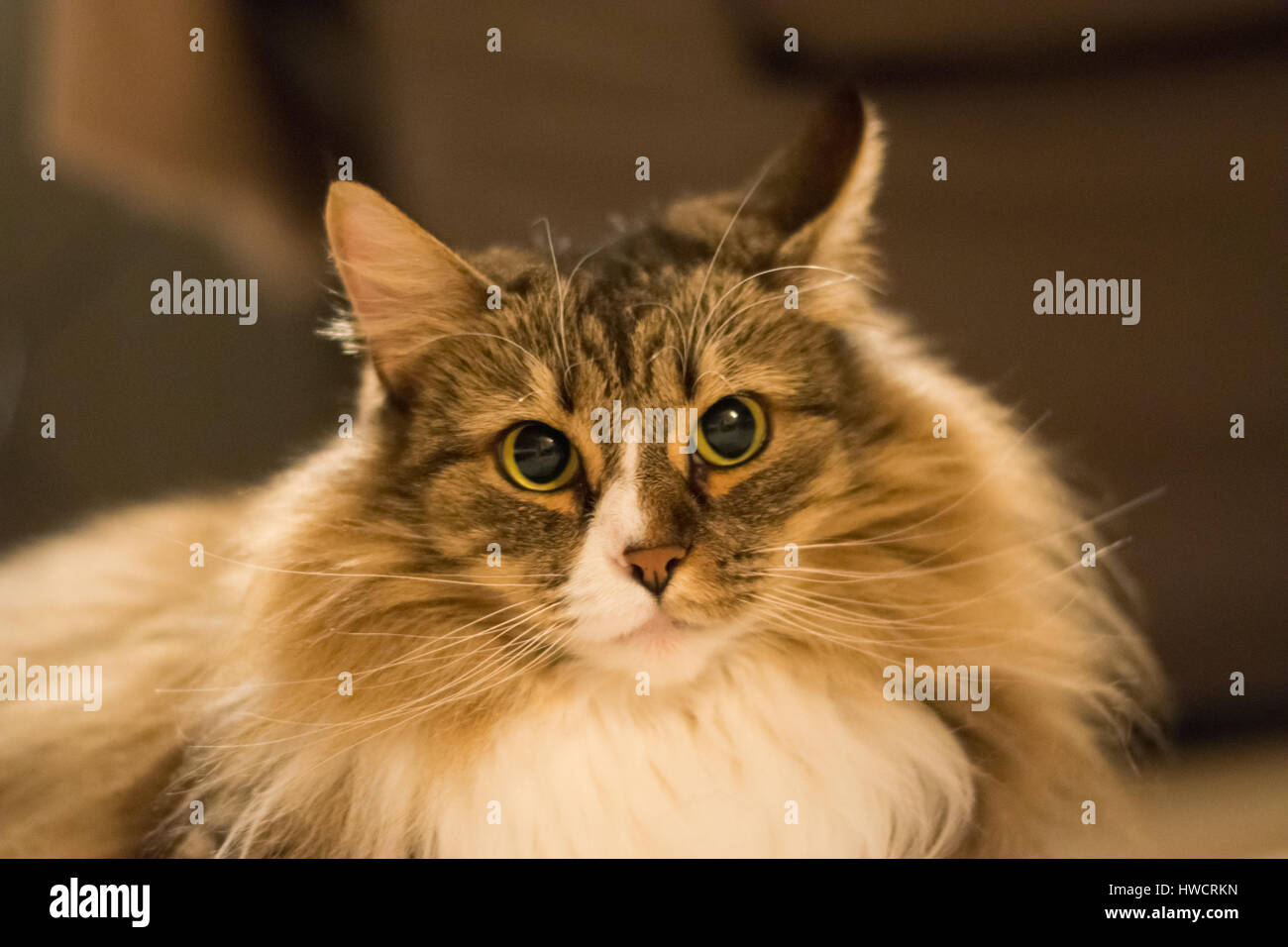 Norwegian forest cat red hi-res stock photography and images - Alamy