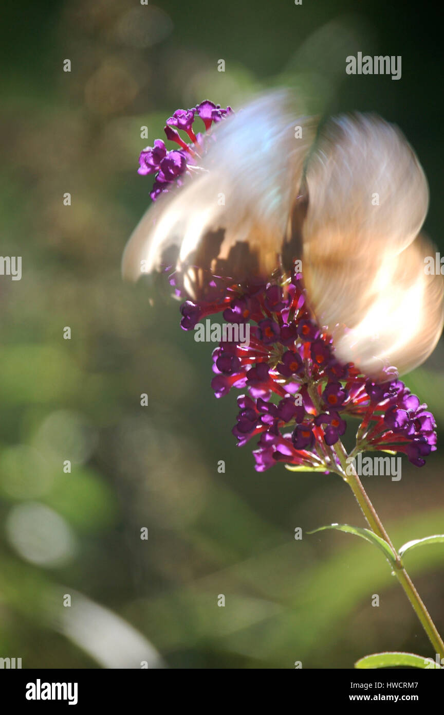 Glowing butterfly hi-res stock photography and images - Alamy