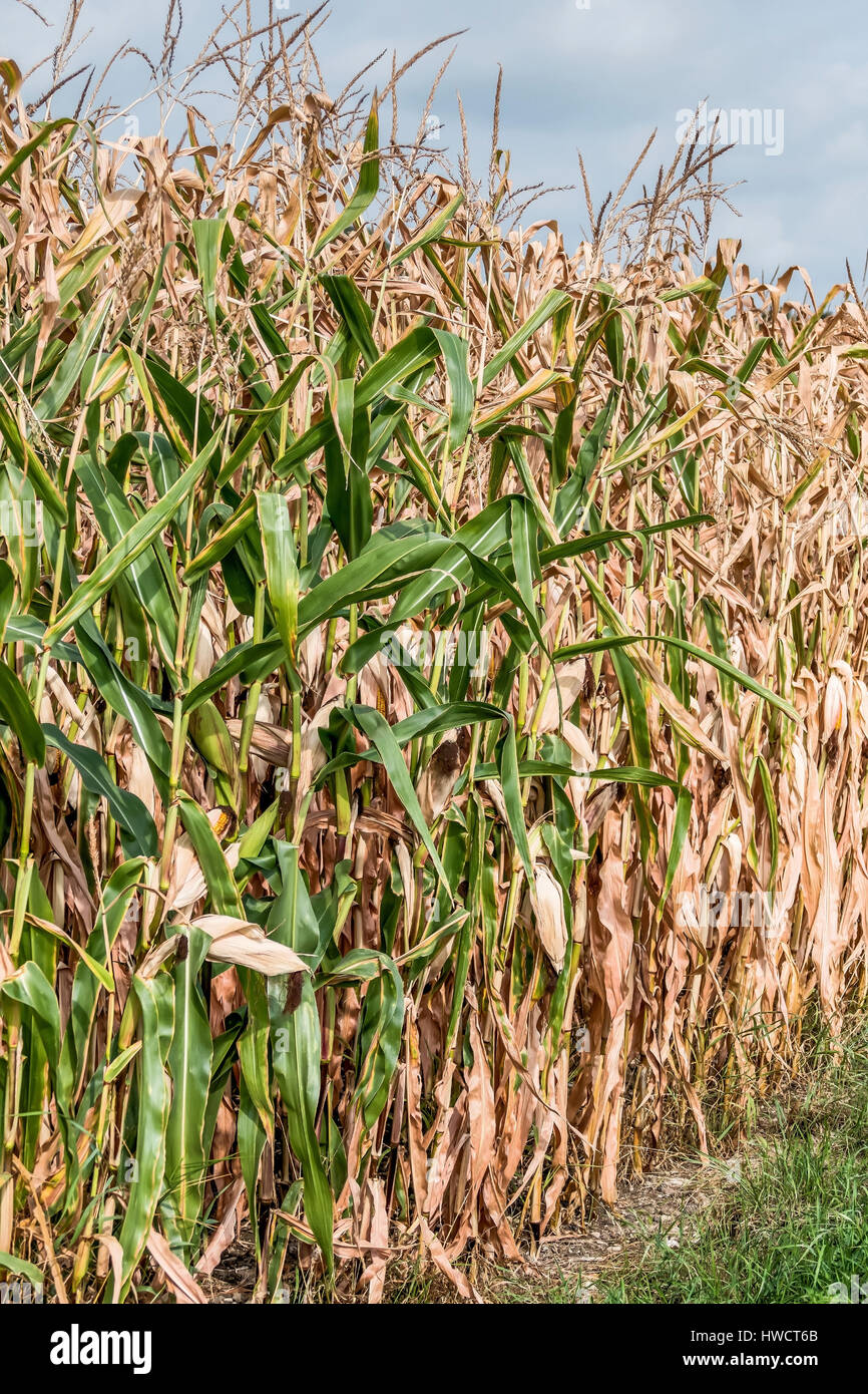 Frost damage corn hi-res stock photography and images - Alamy