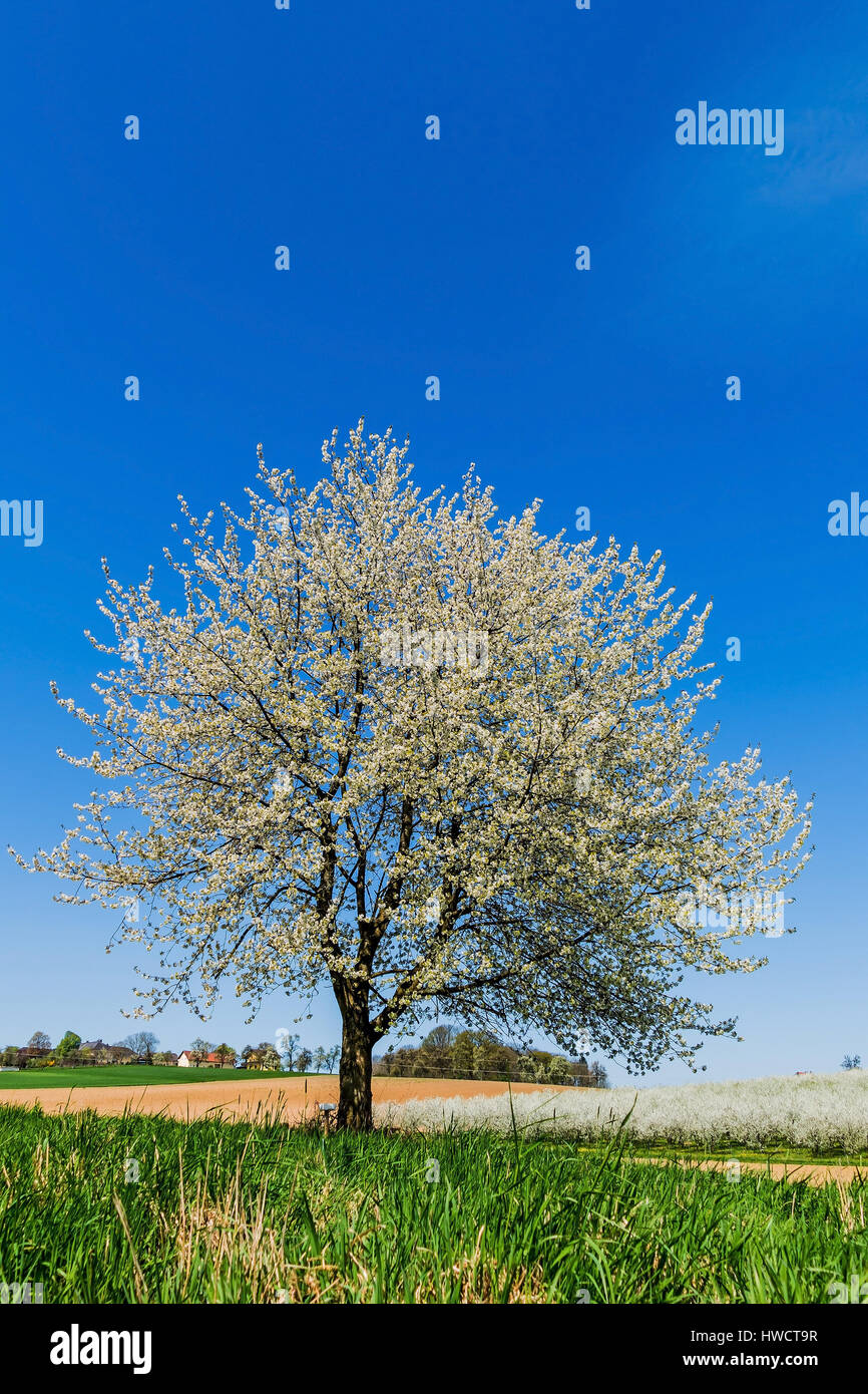 A blossoming fruit-tree in the spring. Before blue sky, Ein blühender ...
