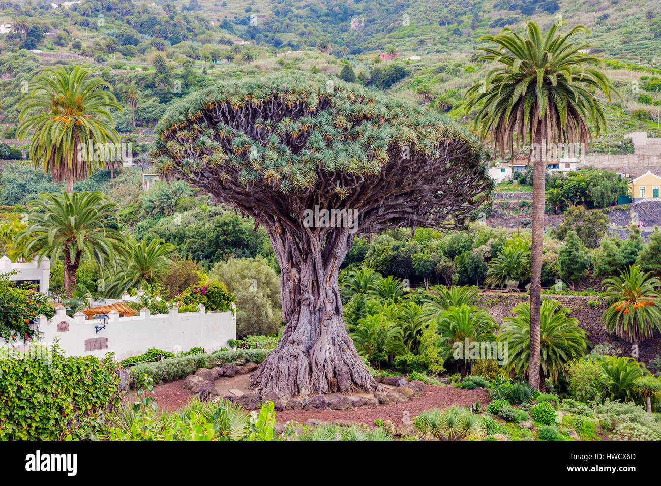 Old Dragon Tree. Tenerife, Canary Islands, Spain Stock Photo - Alamy