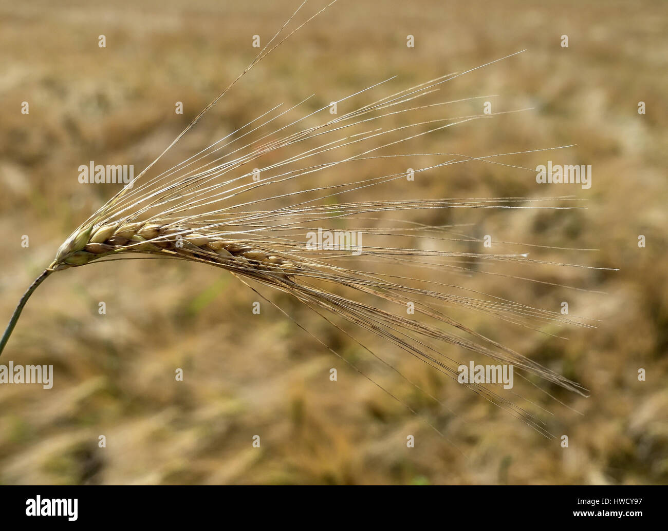 Grain ear of barley on a grain-field before the harvest, Getreideähre ...