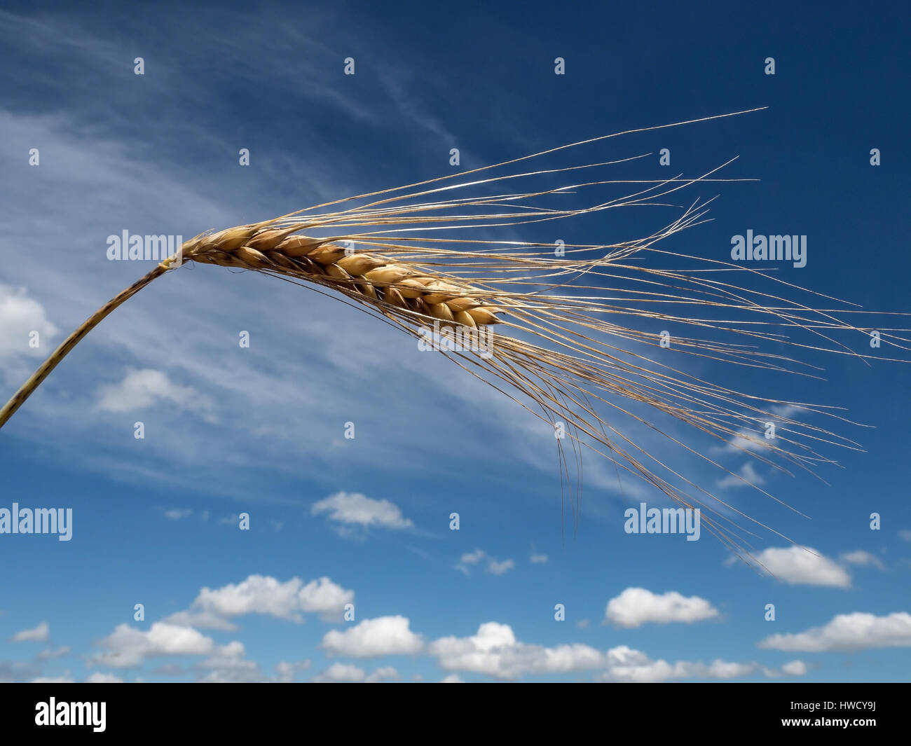 Grain ear of barley on a grain-field before the harvest, Getreideähre ...