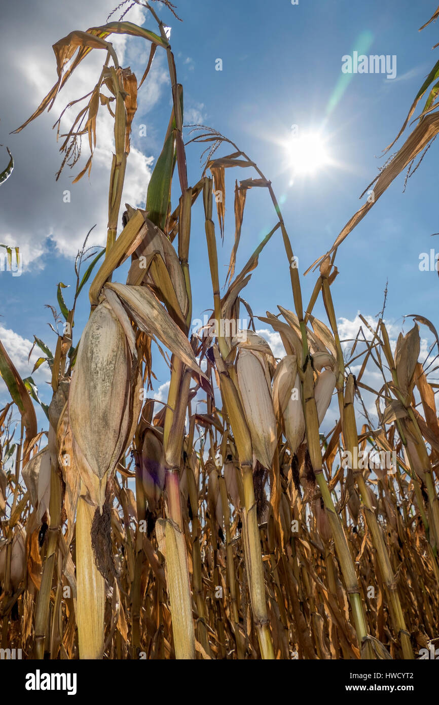Frost damage corn hi-res stock photography and images - Alamy