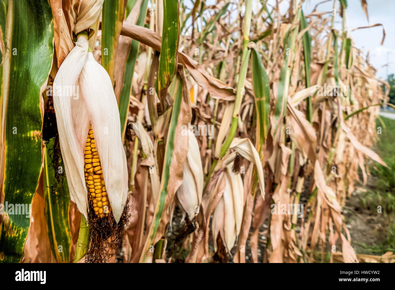 Dry damages in the agriculture. Corn field in the heat., Dürre Schäden ...