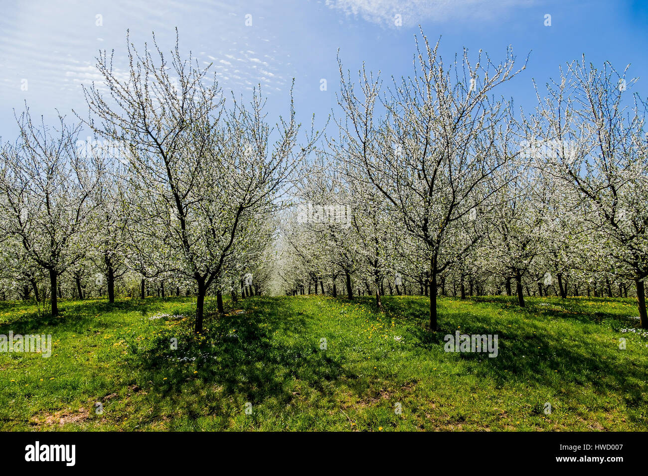 A blossoming fruit-tree in the spring. Before blue sky, Ein blühender ...