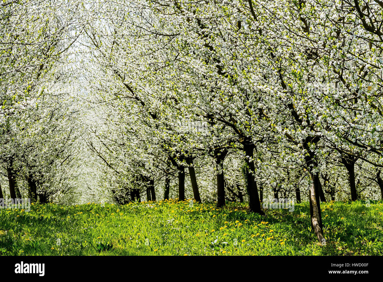 A blossoming fruit-tree in the spring. Before blue sky, Ein blühender ...