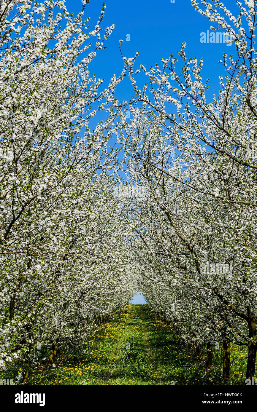 A blossoming fruit-tree in the spring. Before blue sky, Ein blühender ...