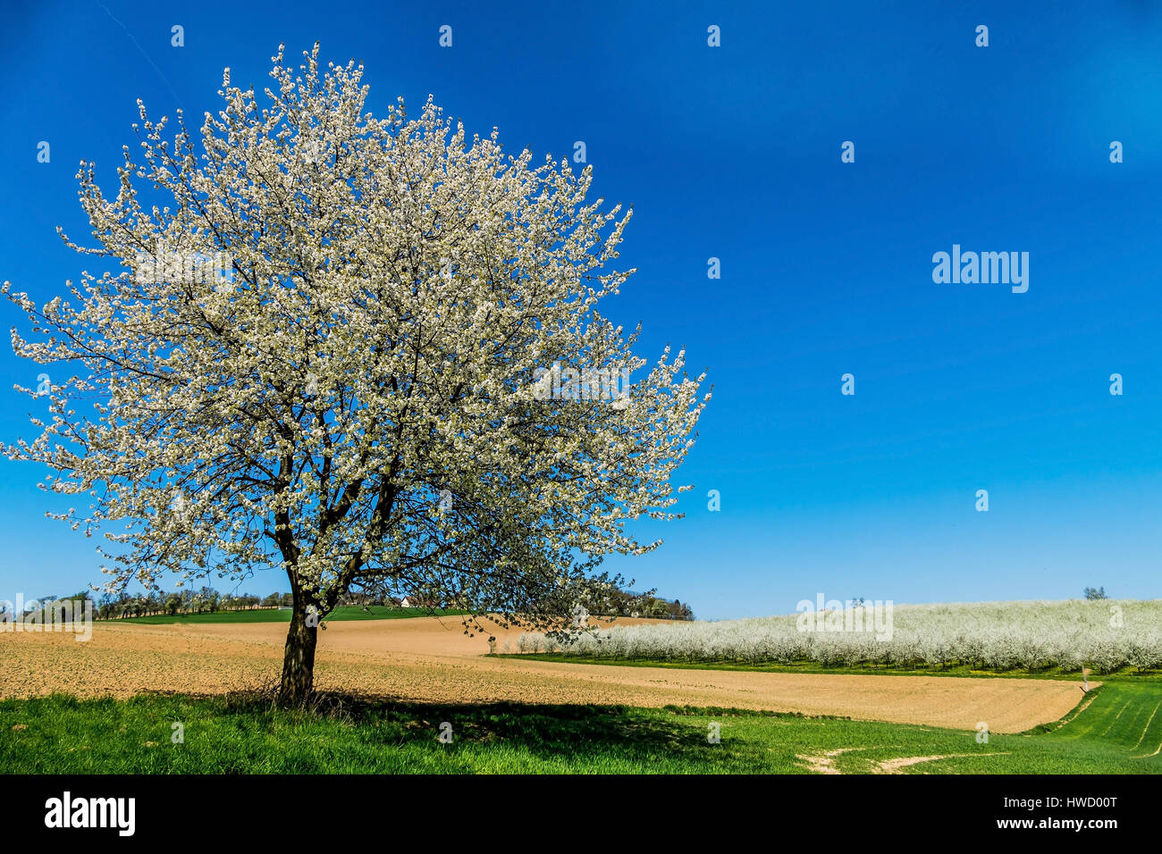A blossoming fruit-tree in the spring. Before blue sky, Ein blühender ...