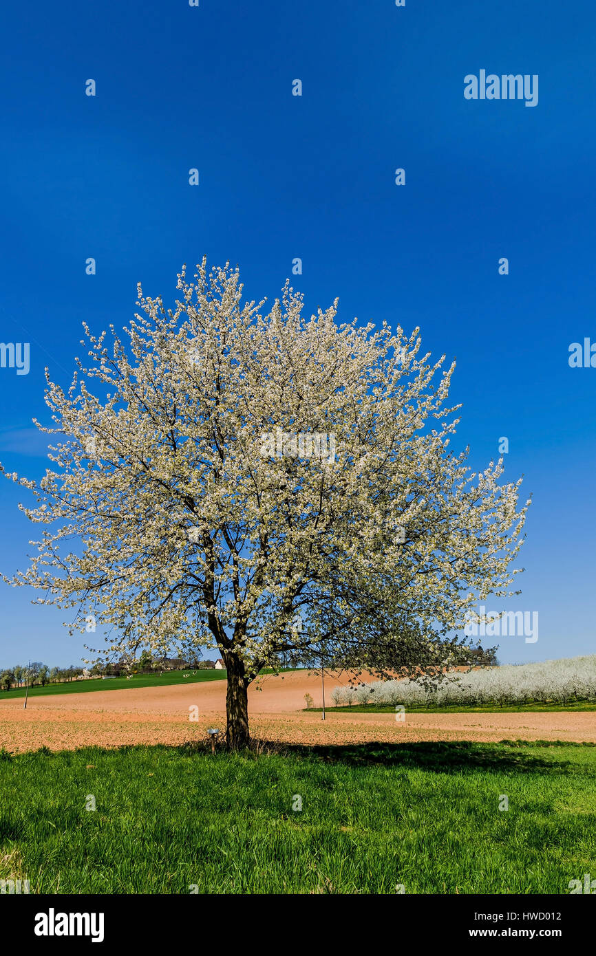 A blossoming fruit-tree in the spring. Before blue sky, Ein blühender ...