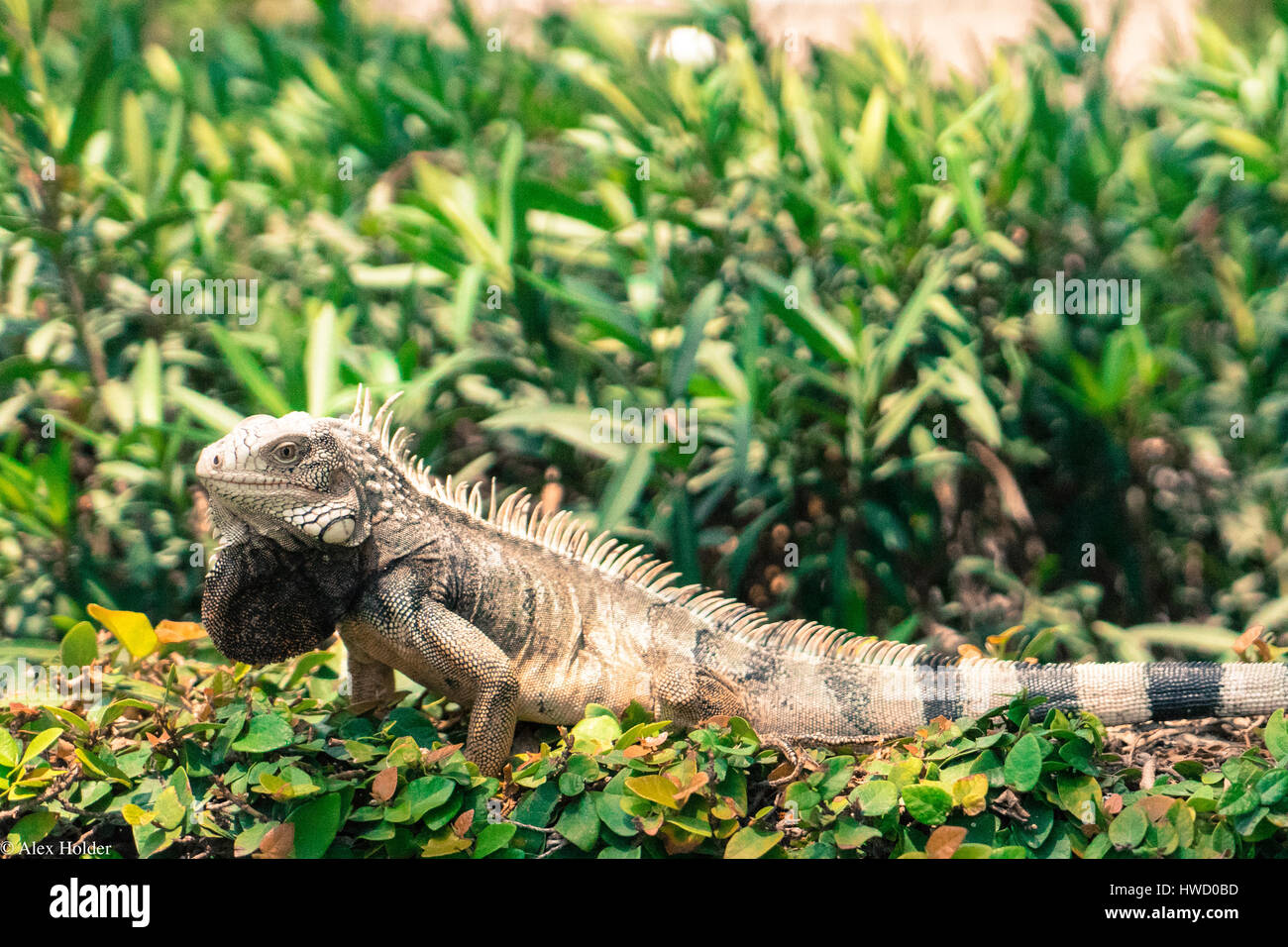 Exotic caribbean animals hi-res stock photography and images - Alamy