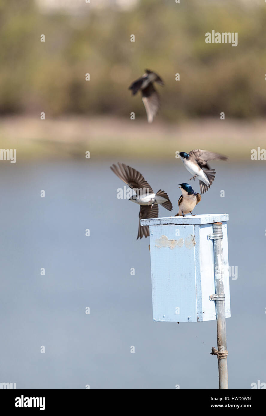 Blue Tree swallow bird, Tachycineta bicolor, sits on a nesting box in ...