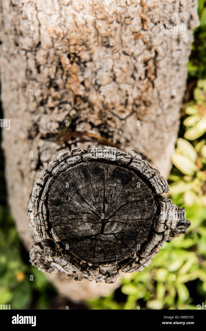 cut the tree in the garden Stock Photo - Alamy