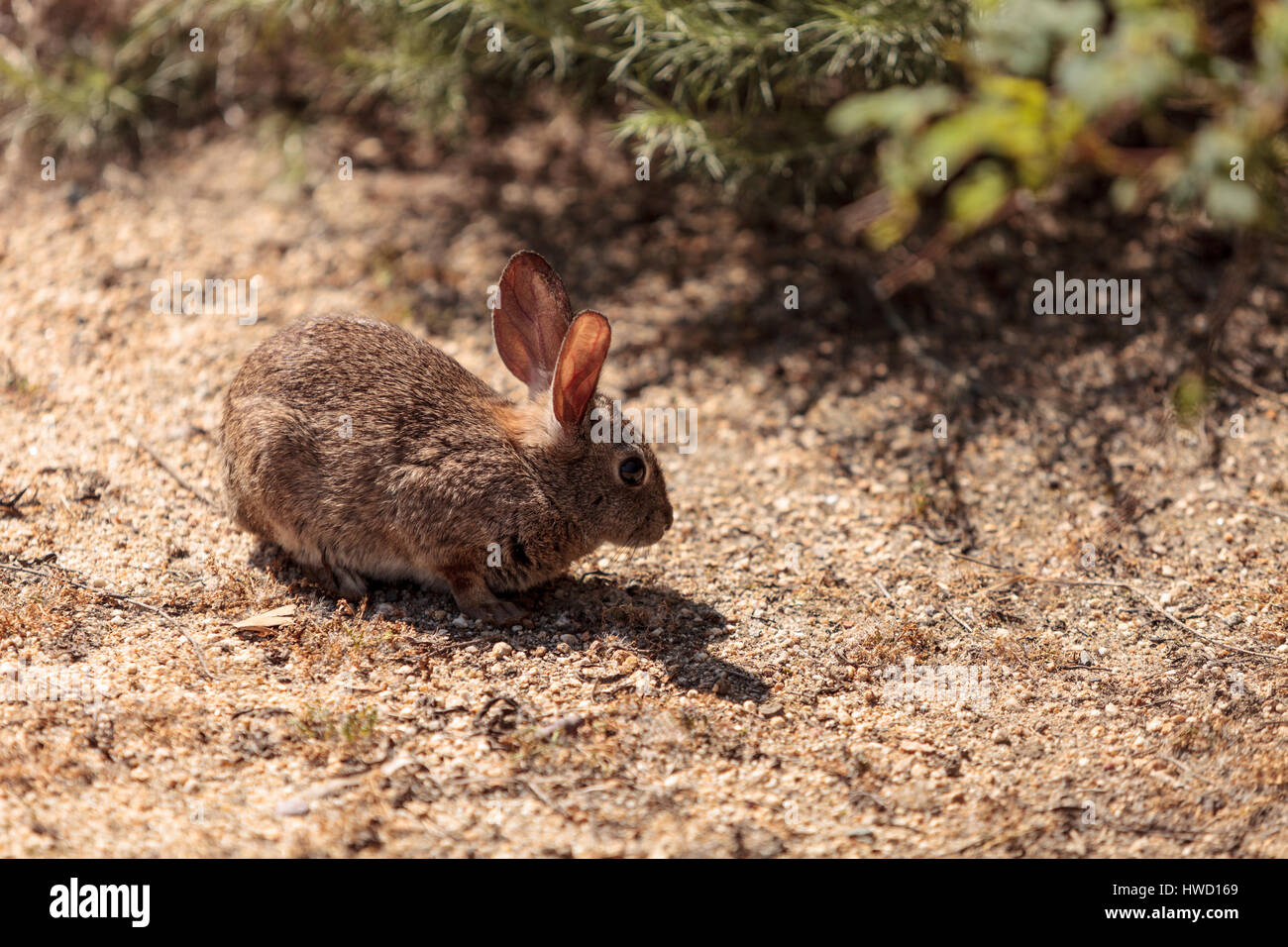 Juvenile rabbit, Sylvilagus bachmani, wild brush rabbit on a hiking ...