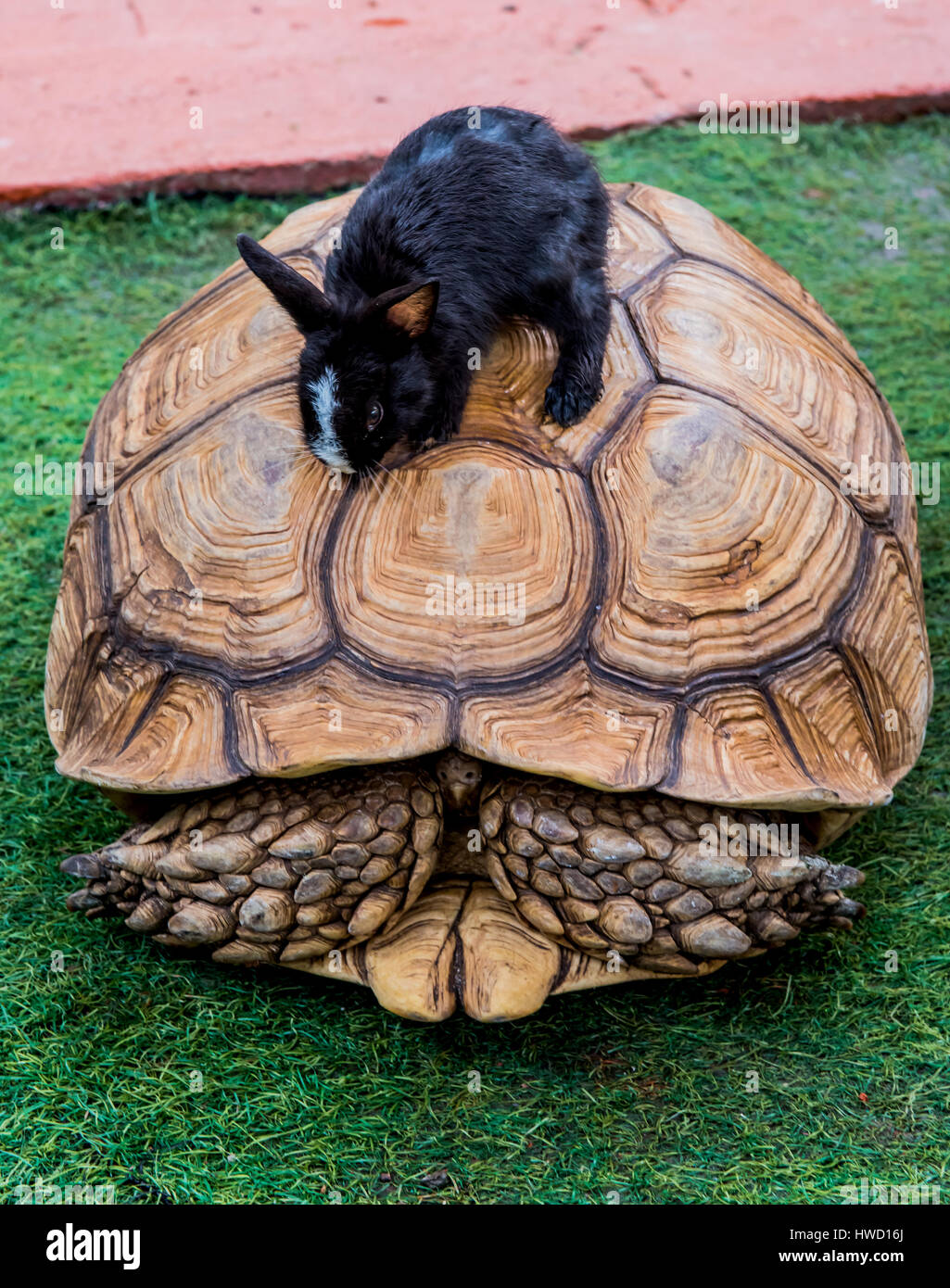 turtle and rabbit, reptiles animal in the garden Stock Photo - Alamy