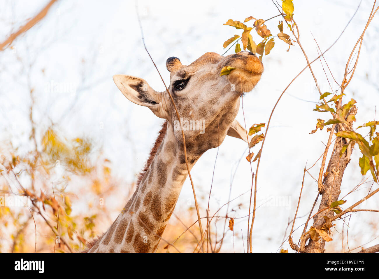 A close portrait of a giraffe browsing a tree in Zimbabwe's Hwange ...