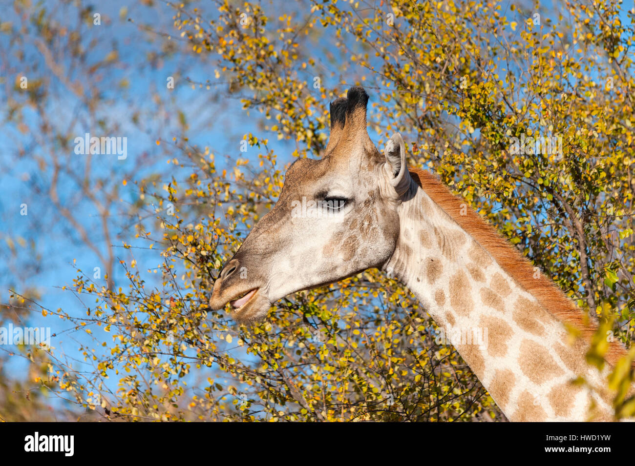 A close portrait of a giraffe browsing a tree in Zimbabwe's Hwange ...