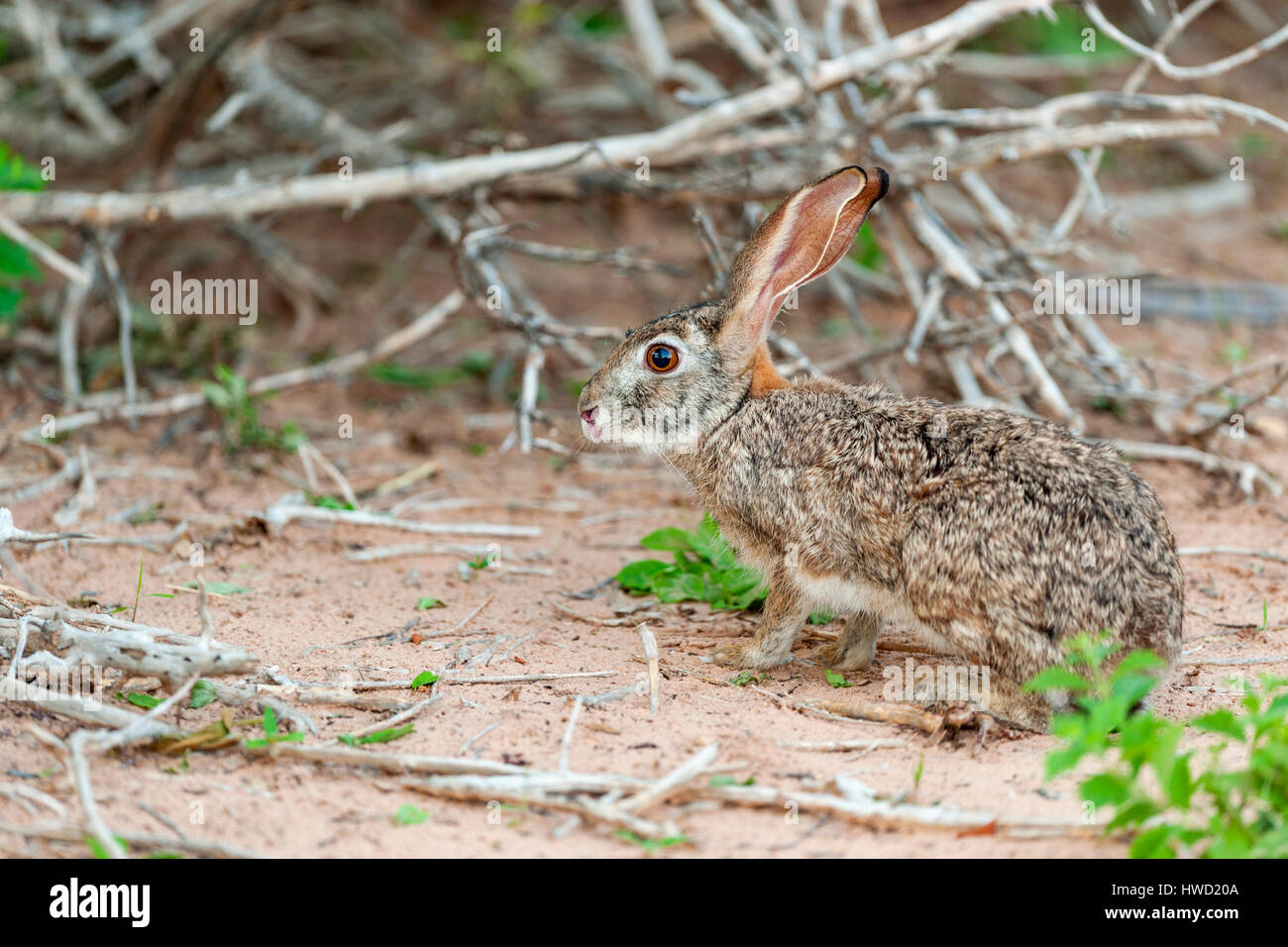 An African savanna hare Leptoptilos crumenifer seen in Zimbabwe Stock ...