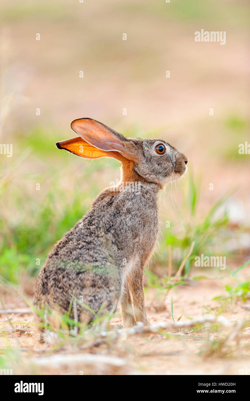 African savanna hare hi-res stock photography and images - Alamy
