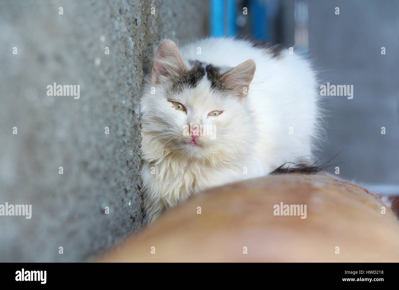 White cat on warm tube in winter Stock Photo - Alamy