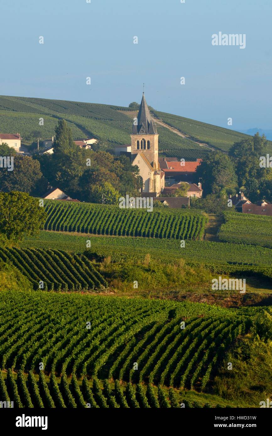 France, Marne, Ville Dommange, mountain of Reims, vineyards of ...