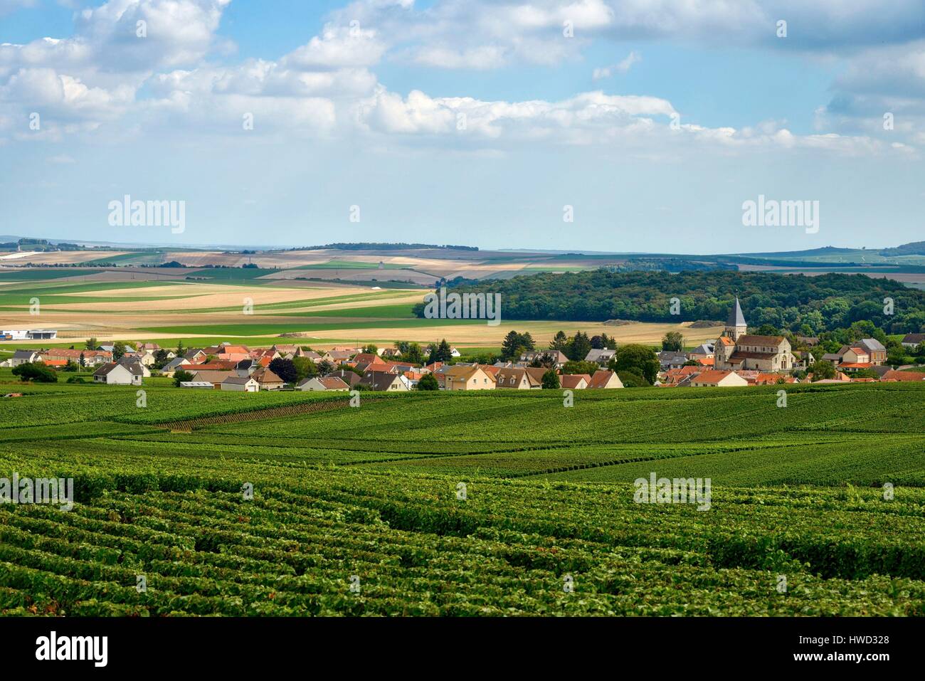France, Marne, Sacy, mountain of Reims, vineyards of Champagne wih a ...