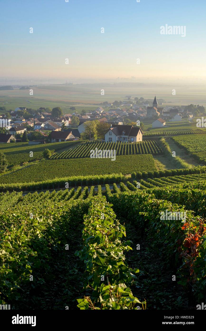 France, Marne, Sacy, mountain of Reims, vineyards of Champagne wih a ...
