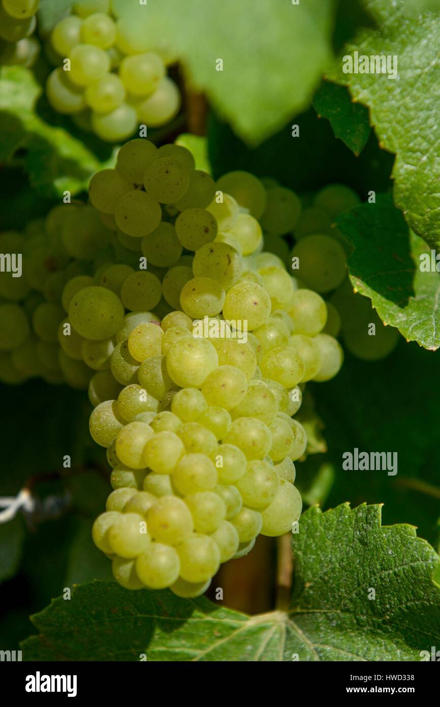 Avize and france hi-res stock photography and images - Alamy