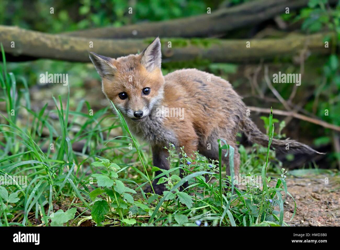 France, Doubs, red fox (Vulpes vulpes) fox at the entrance to its ...