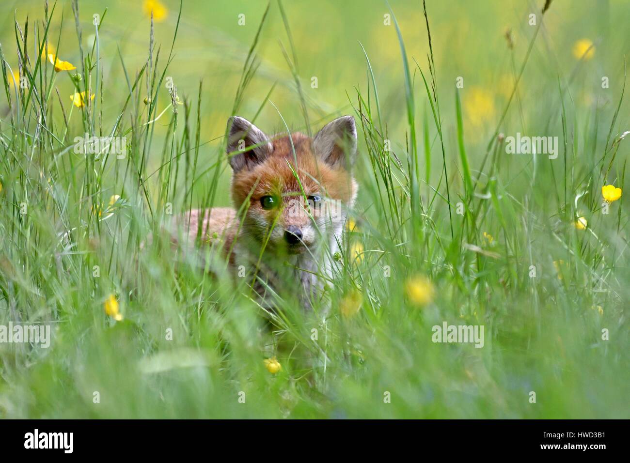 France, Doubs, red fox (Vulpes vulpes) fox in a hedge edge meadow Stock ...