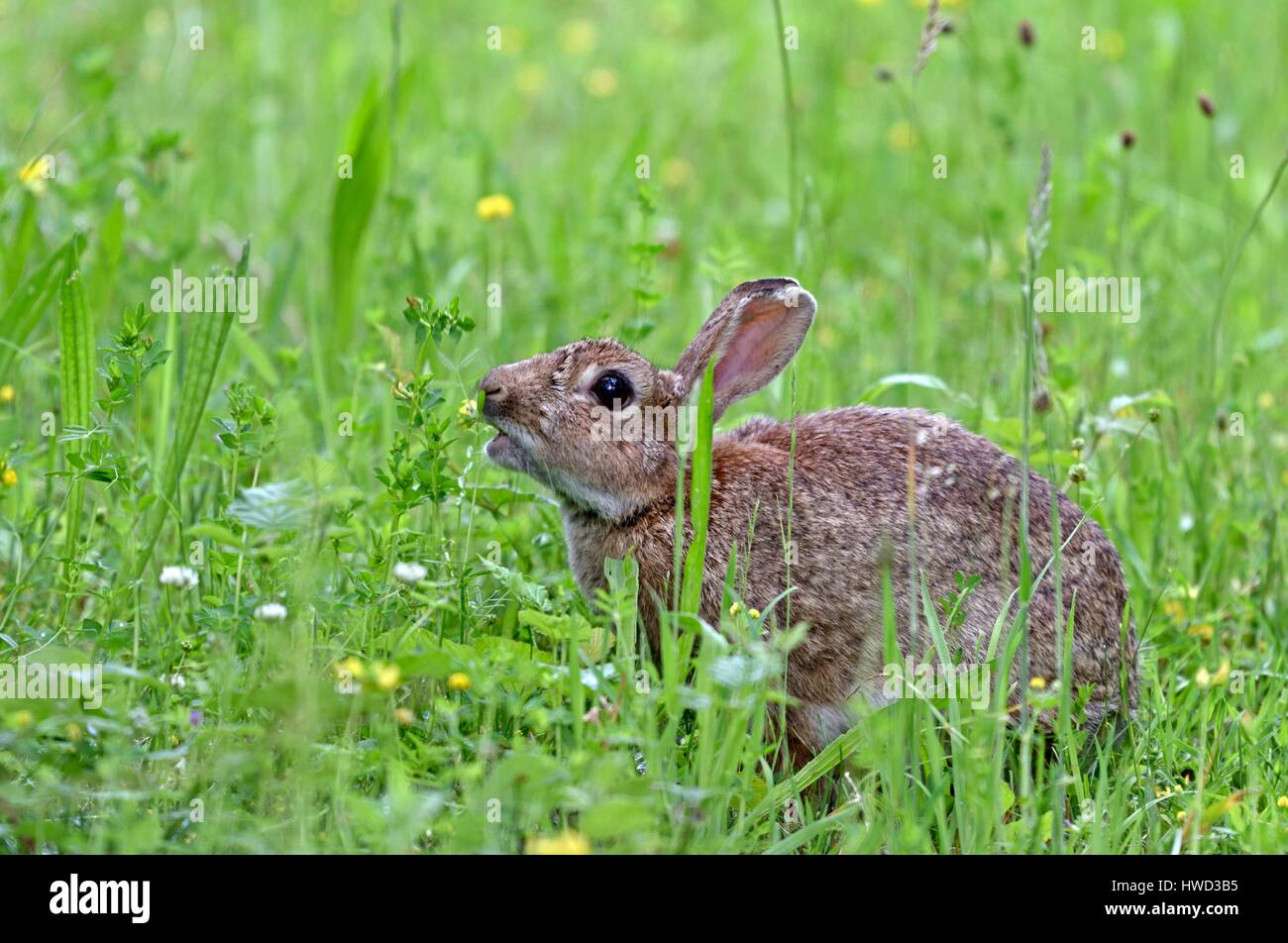 France, Doubs, wild rabbit feeding in a meadow Stock Photo - Alamy