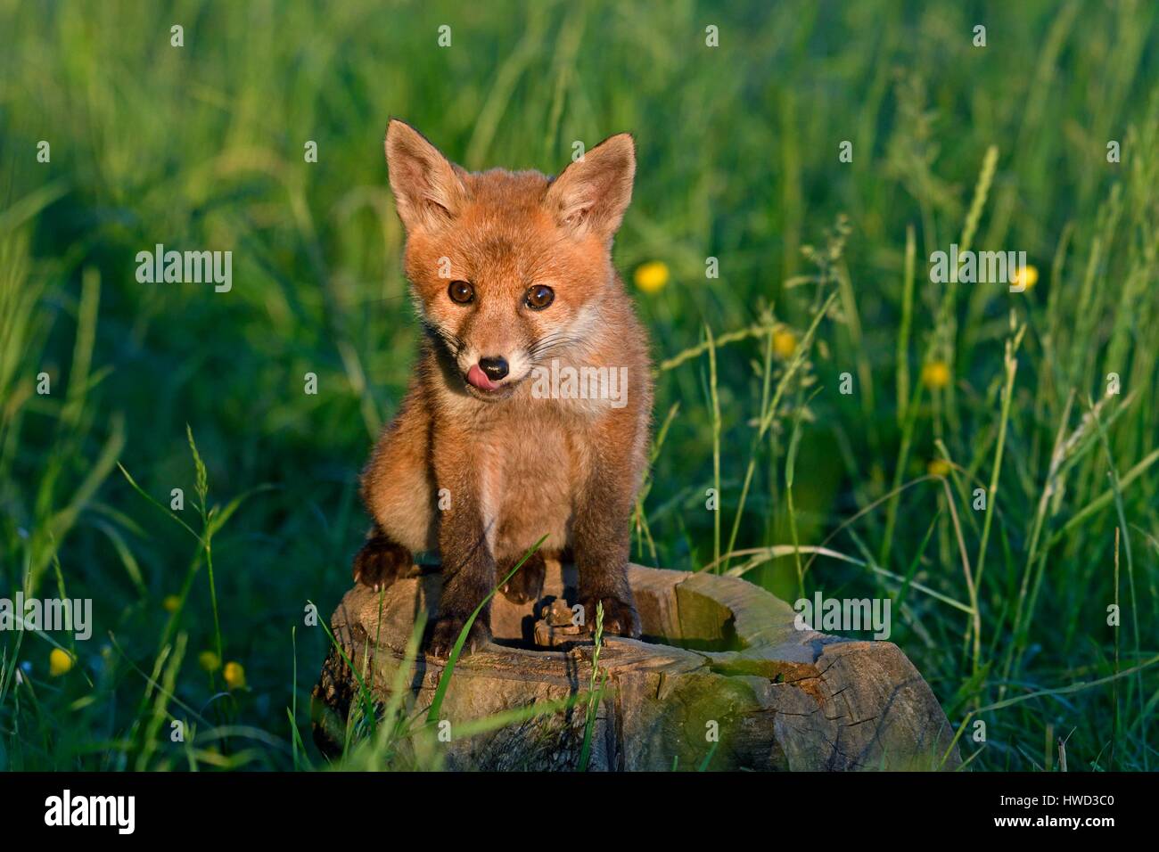 France, Doubs, red fox (Vulpes vulpes) fox in a meadow sitting on a ...